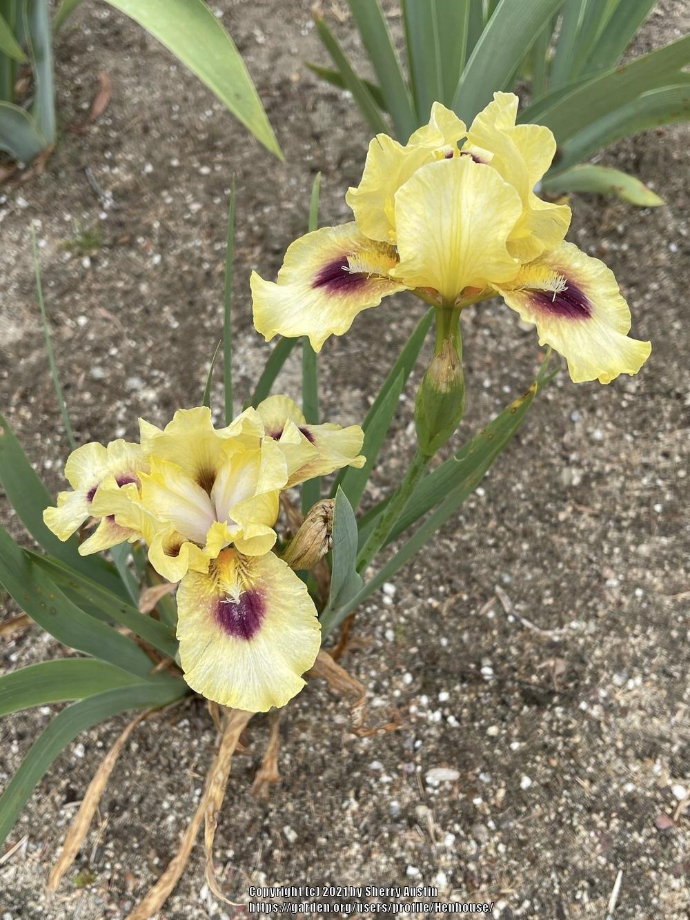 Photo of the bloom of Arilbred Iris (Iris 'Moment in the Sun') posted ...