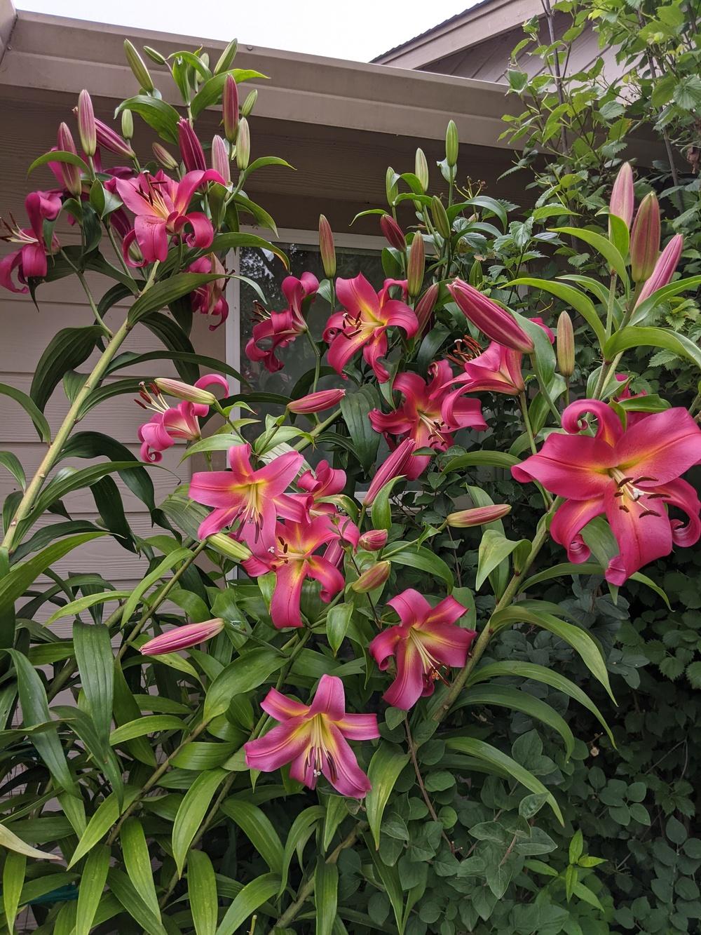 Photo of the entire plant of Orienpet Lily (Lilium 'Empoli') posted by Joy - Garden.org