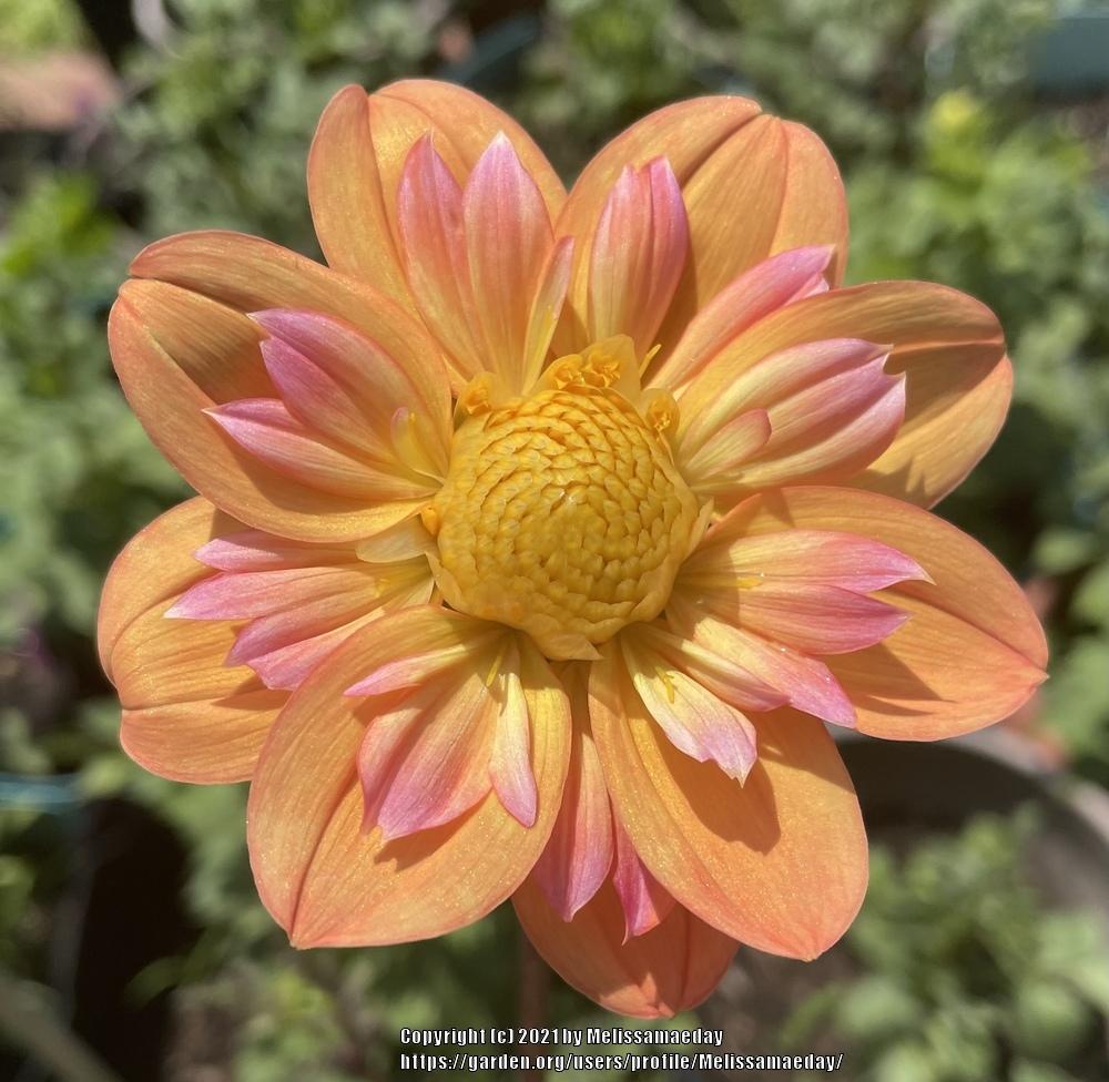 Photo of the bloom of Dahlia 'Kelsey Annie Joy' posted by Melissamaeday ...