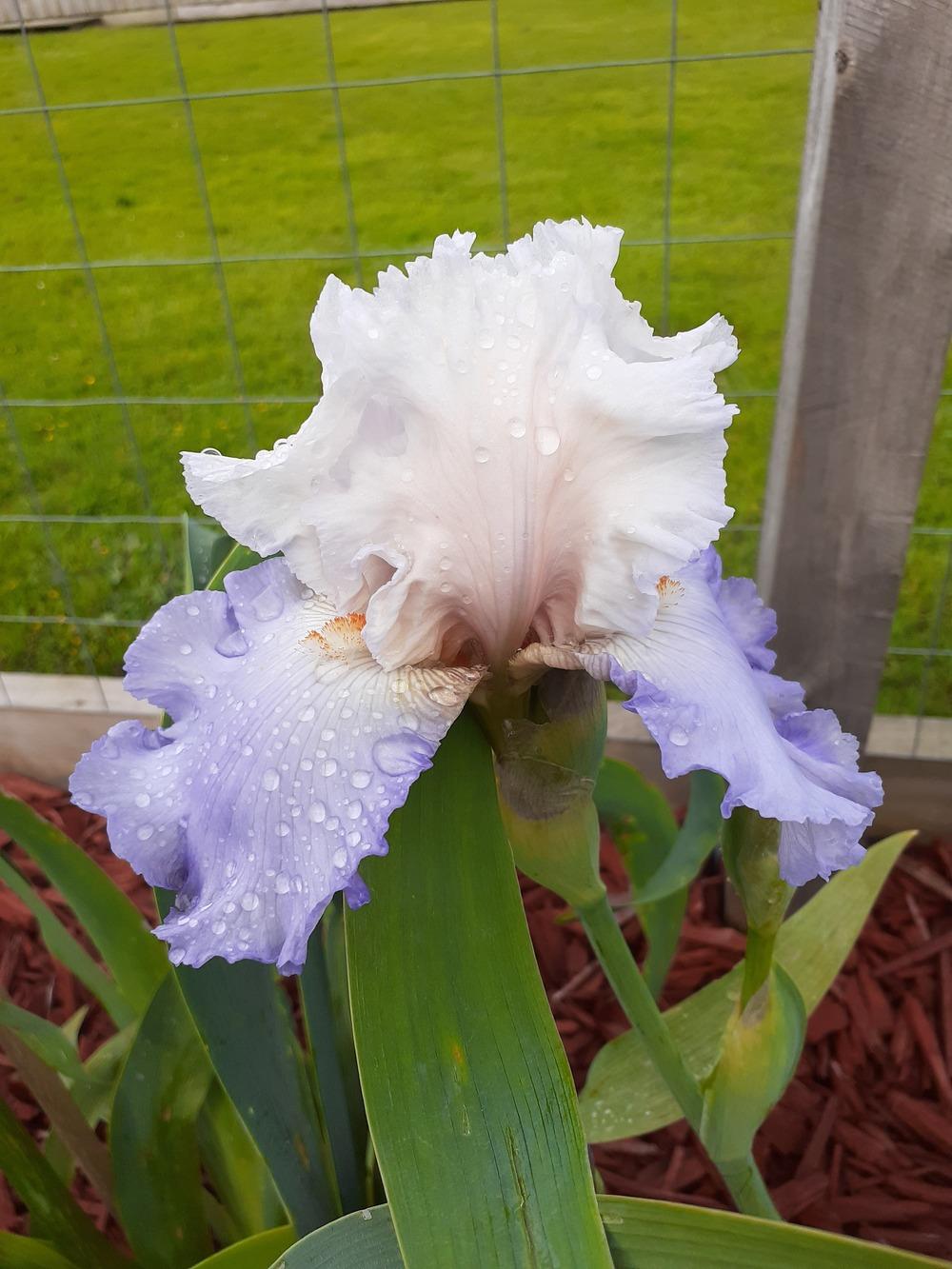 Tall Bearded Iris (Iris 'Crush on You') in the Irises Database - Garden.org