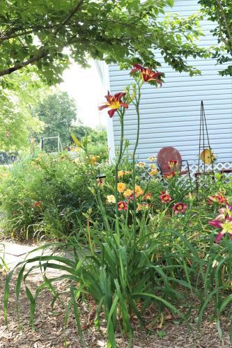 2021 Tall Daylily photos, up up and away in the Daylilies forum ...