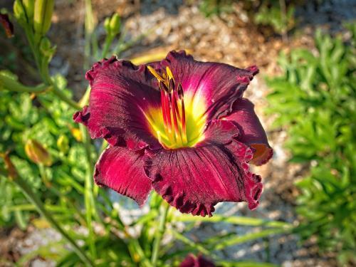 2021 Tall Daylily photos, up up and away in the Daylilies forum ...