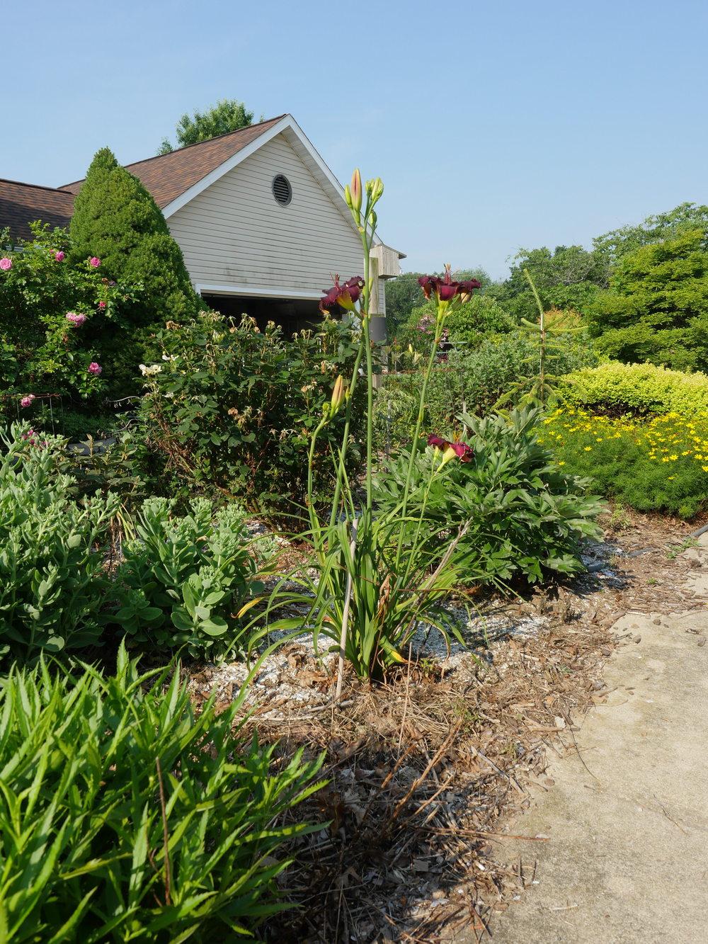 2021 Tall Daylily photos, up up and away in the Daylilies forum ...