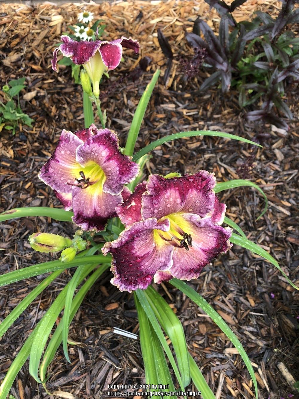 Photo of the bloom of Daylily (Hemerocallis 'Vanishing Mist') posted by ...