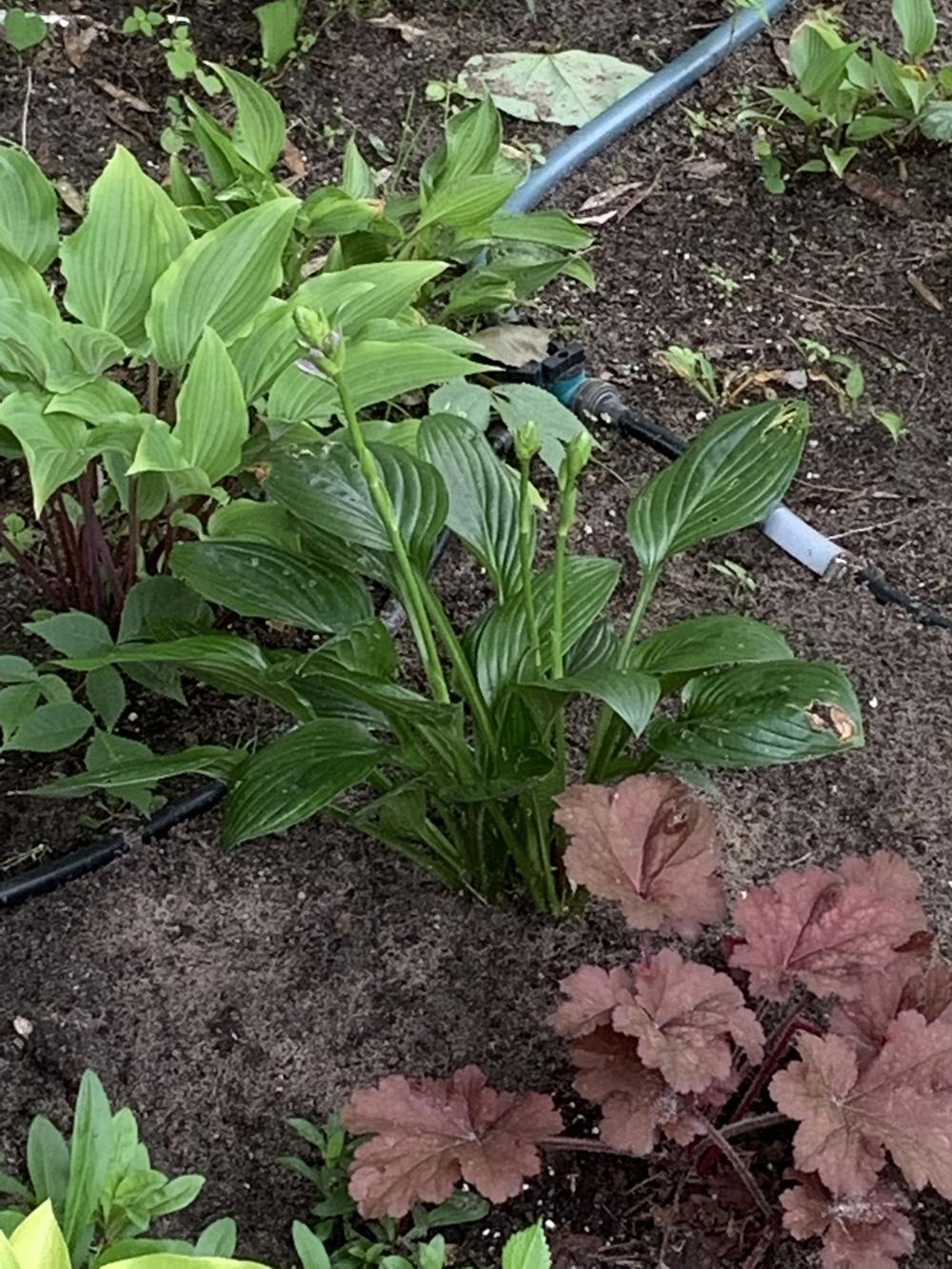 Hosta 'Midnight Oil' in the Hostas Database - Garden.org