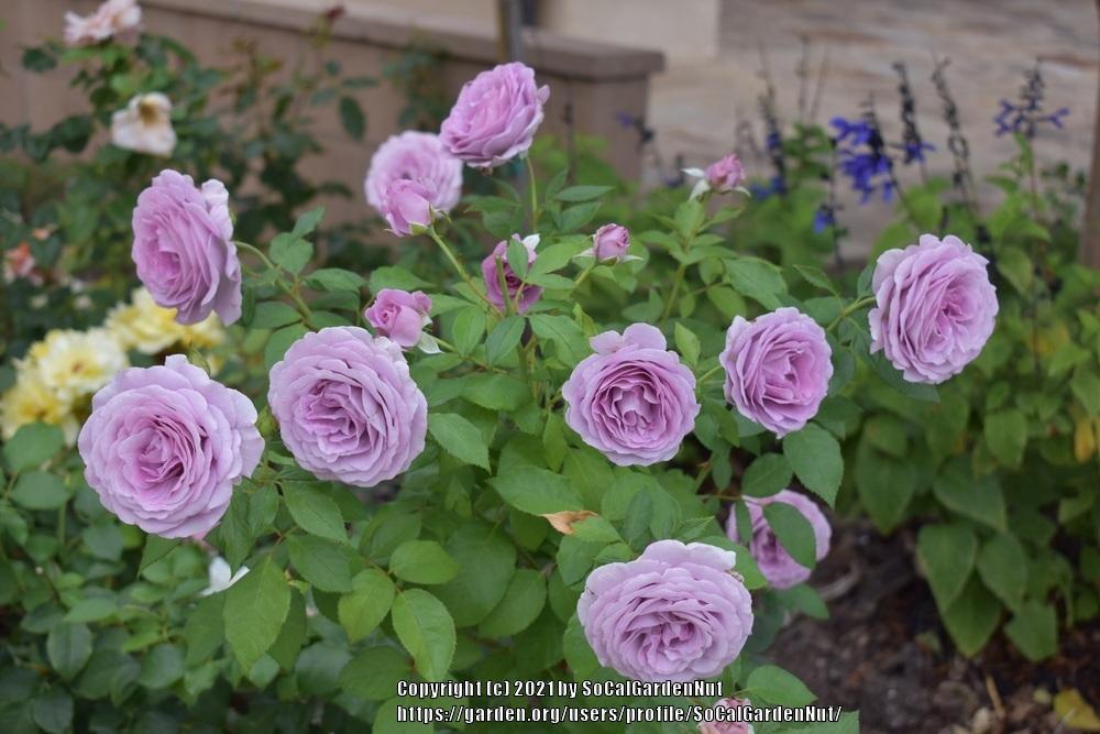 Photo of the entire plant of Rose (Rosa 'Violet's Pride') posted by ...
