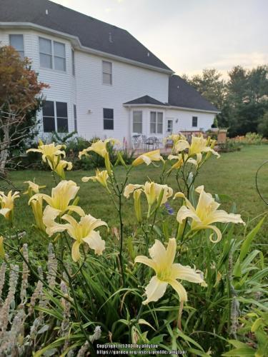 2021 Tall Daylily photos, up up and away in the Daylilies forum ...