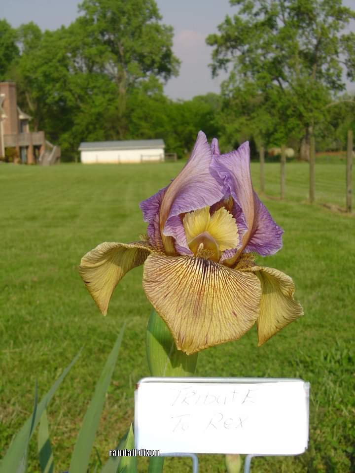 Arilbred Iris (Iris 'Tribute to Rex') in the Irises Database - Garden.org