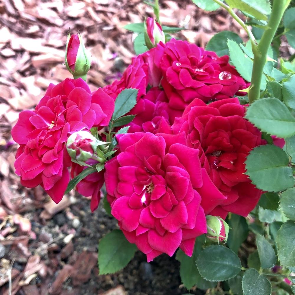 Rose (Rosa 'Raspberry Sunblaze') in the Roses Database - Garden.org
