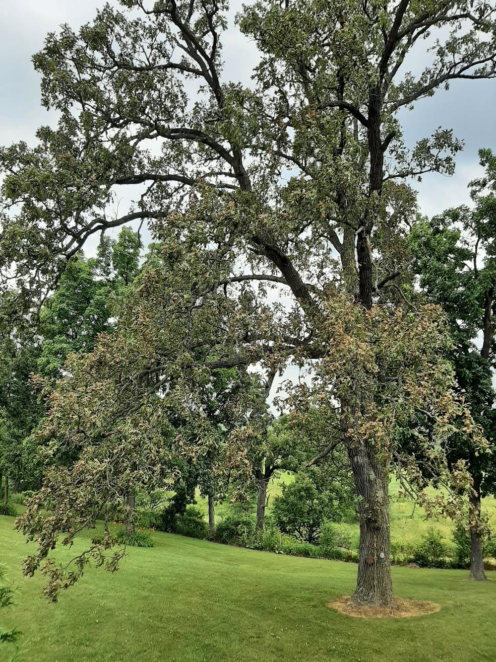 Dying oak tree? in the Ask a Question forum - Garden.org