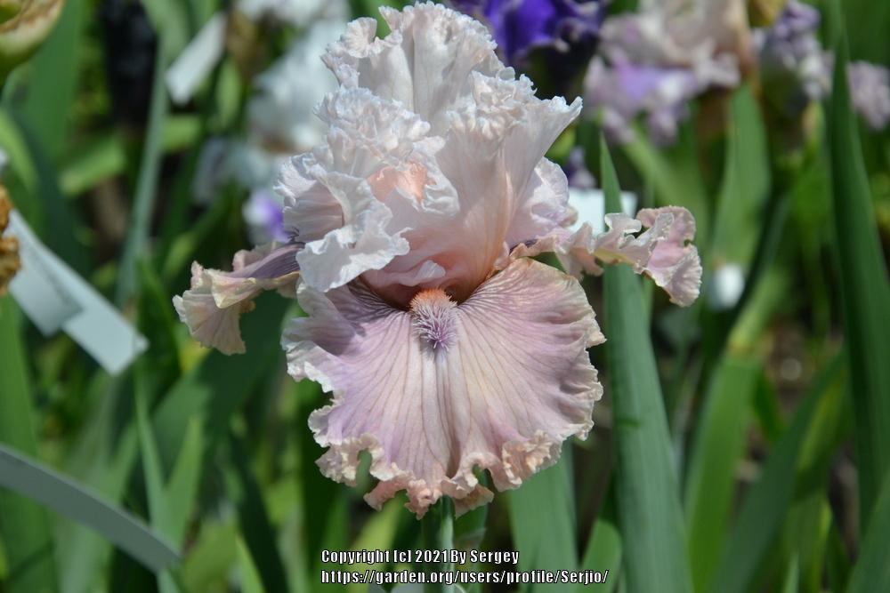 Photo of the bloom of Tall Bearded Iris (Iris 'Magic Trick') posted by ...