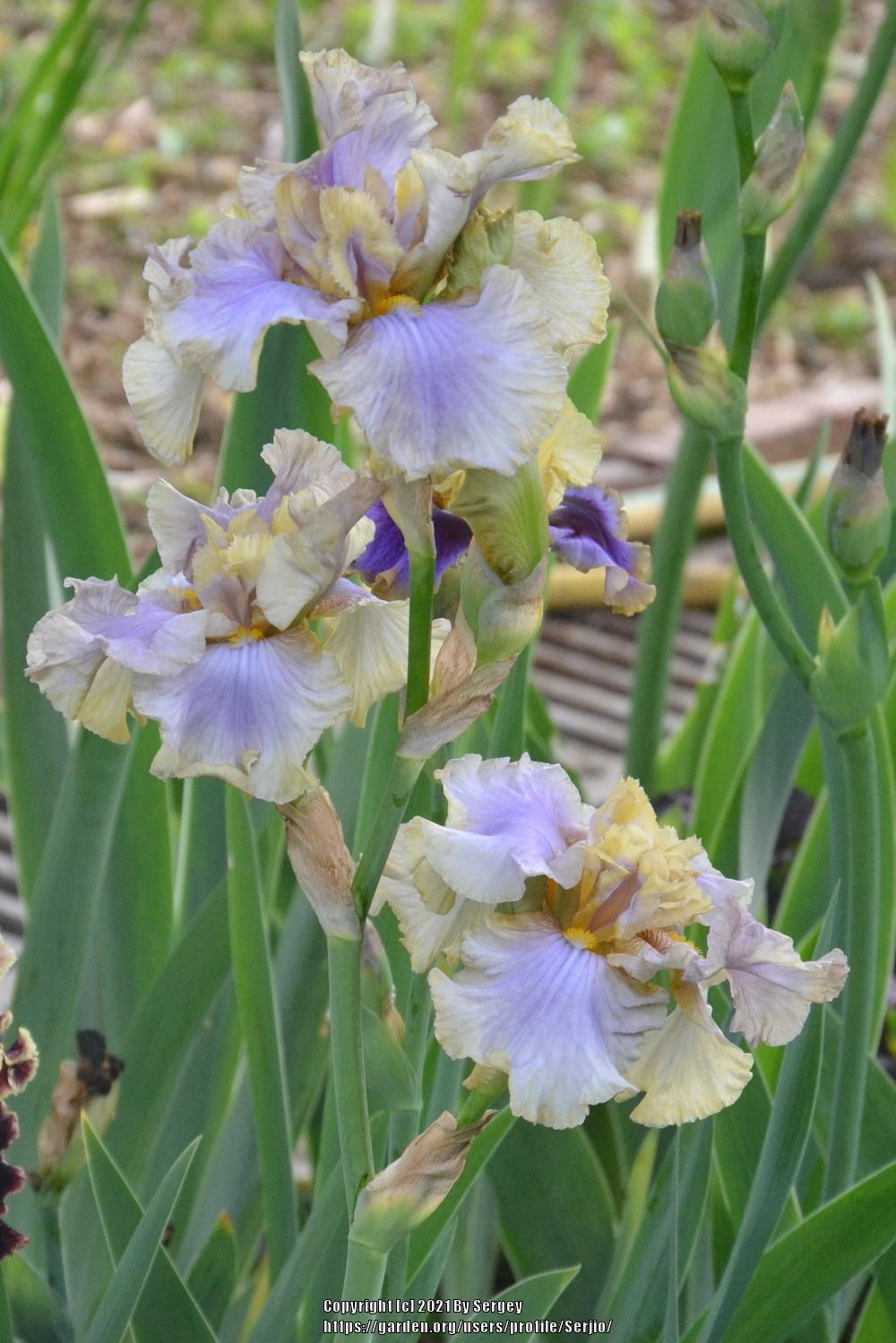 Photo of the bloom of Tall Bearded Iris (Iris 'Mary Contrary') posted ...
