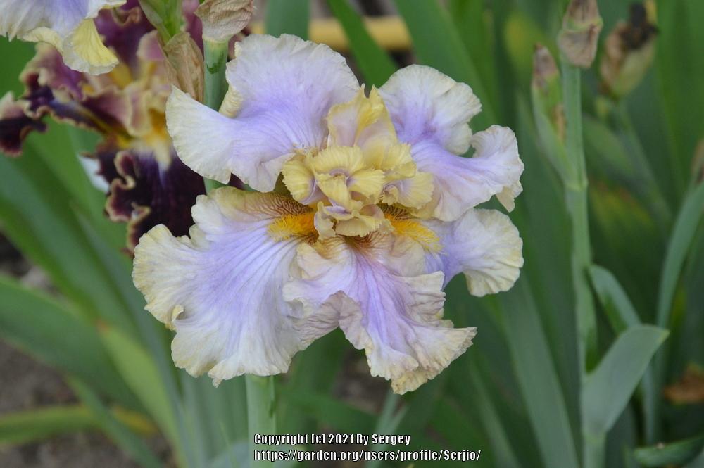 Photo of the bloom of Tall Bearded Iris (Iris 'Mary Contrary') posted ...