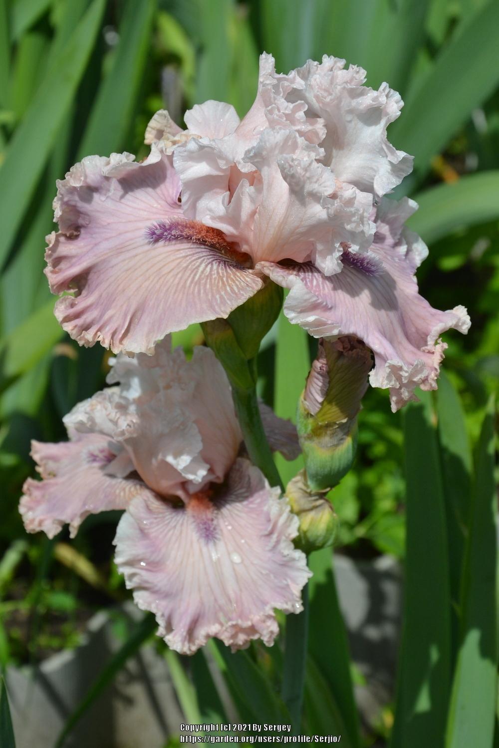Photo of the bloom of Tall Bearded Iris (Iris 'Magic Trick') posted by ...