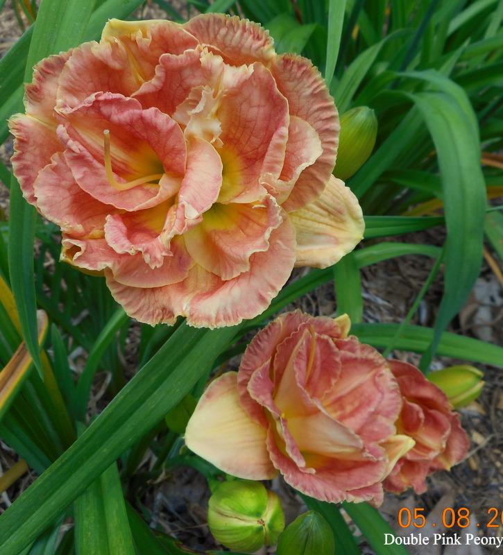 Photo of the bloom of Daylily (Hemerocallis 'Double Pink Peony') posted by TCat - Garden.org