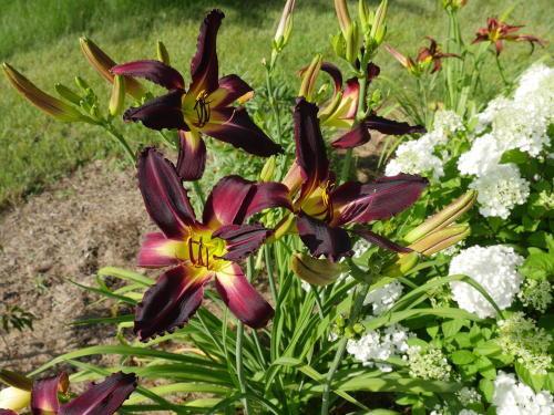 2021 Tall Daylily photos, up up and away in the Daylilies forum ...