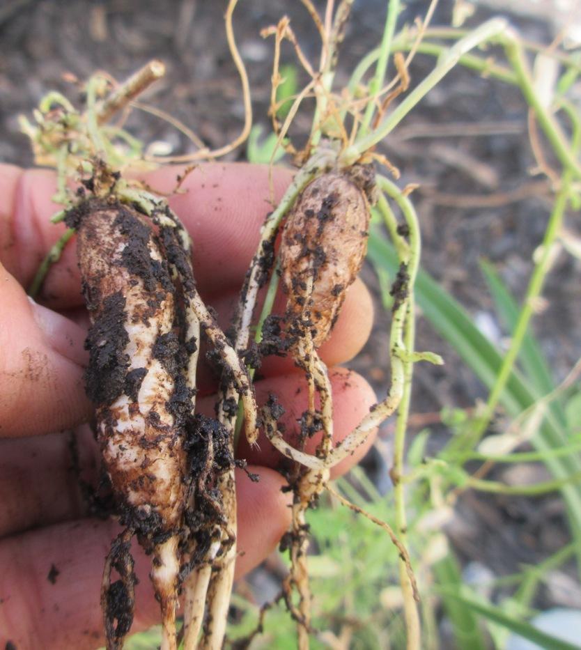 Photo of the roots of Earthnut Pea (Lathyrus tuberosus) posted by ...