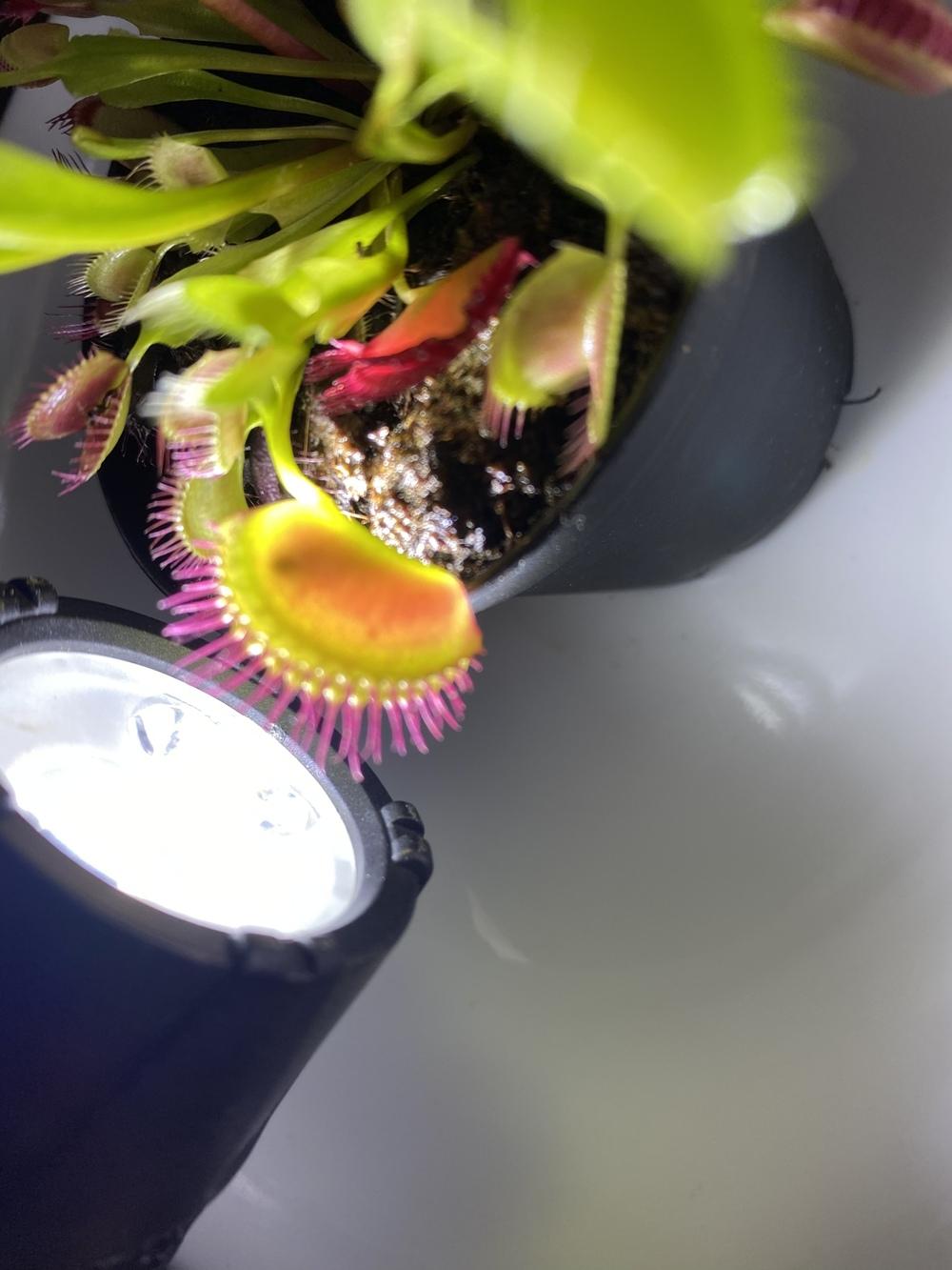 Venus fly trap dormancy in the Carnivorous Plants forum - Garden.org