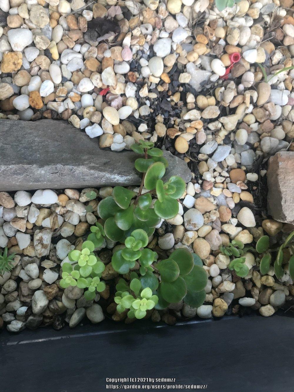 Photo of the entire plant of Japanese Woodland Stonecrop (Sedum makinoi ...