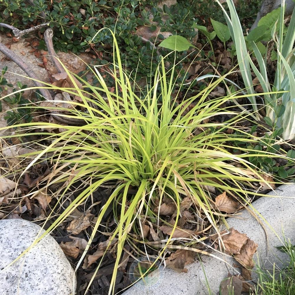 Photo of the entire plant of Sedge (Carex oshimensis EverColor ...
