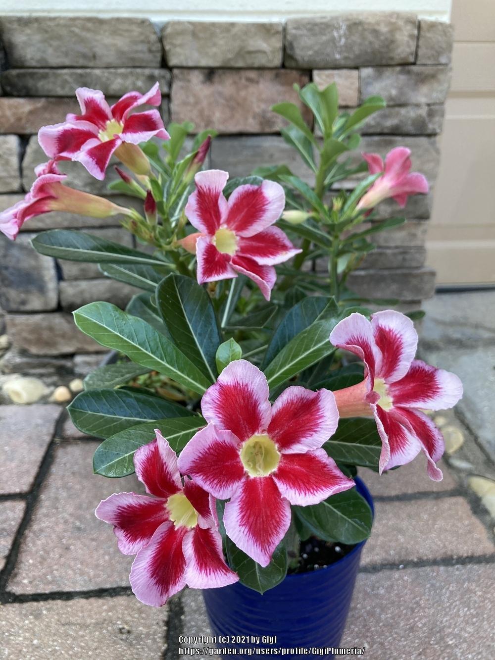 Adeniums: Plant Care and Collection of Varieties - Garden.org