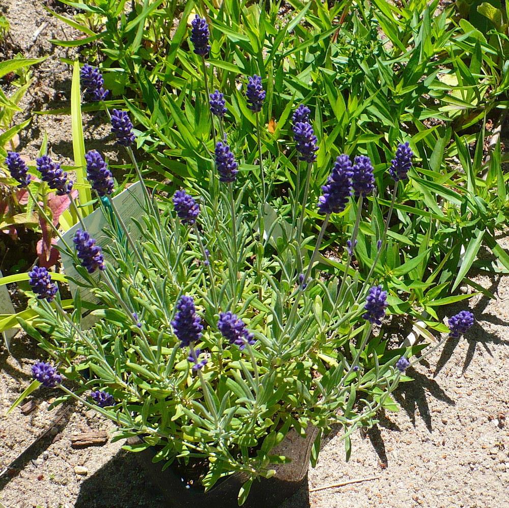 Photo of the bloom of English Lavender (Lavandula angustifolia 'Annet ...