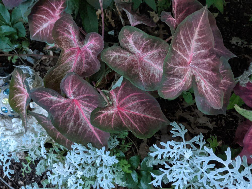 Fancy-leaf Caladium (Caladium 'Berries N' Burgundy') in the Caladiums ...
