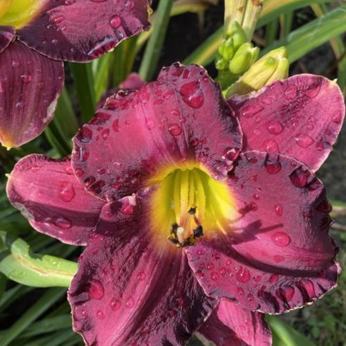 Daylily (Hemerocallis 'Ruffled Royalty') in the Daylilies Database - Garden.org