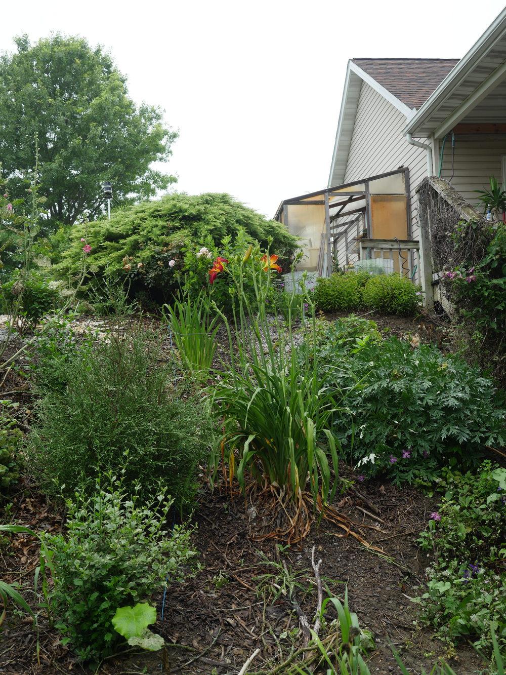 2021 Tall Daylily photos, up up and away in the Daylilies forum ...