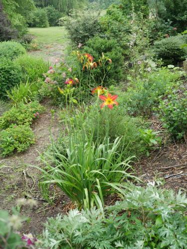 2021 Tall Daylily photos, up up and away in the Daylilies forum ...