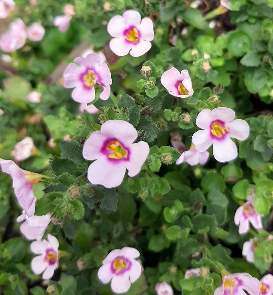 Bacopa (Sutera cordata Scopia® Gulliver Pink Heart) - Garden.org