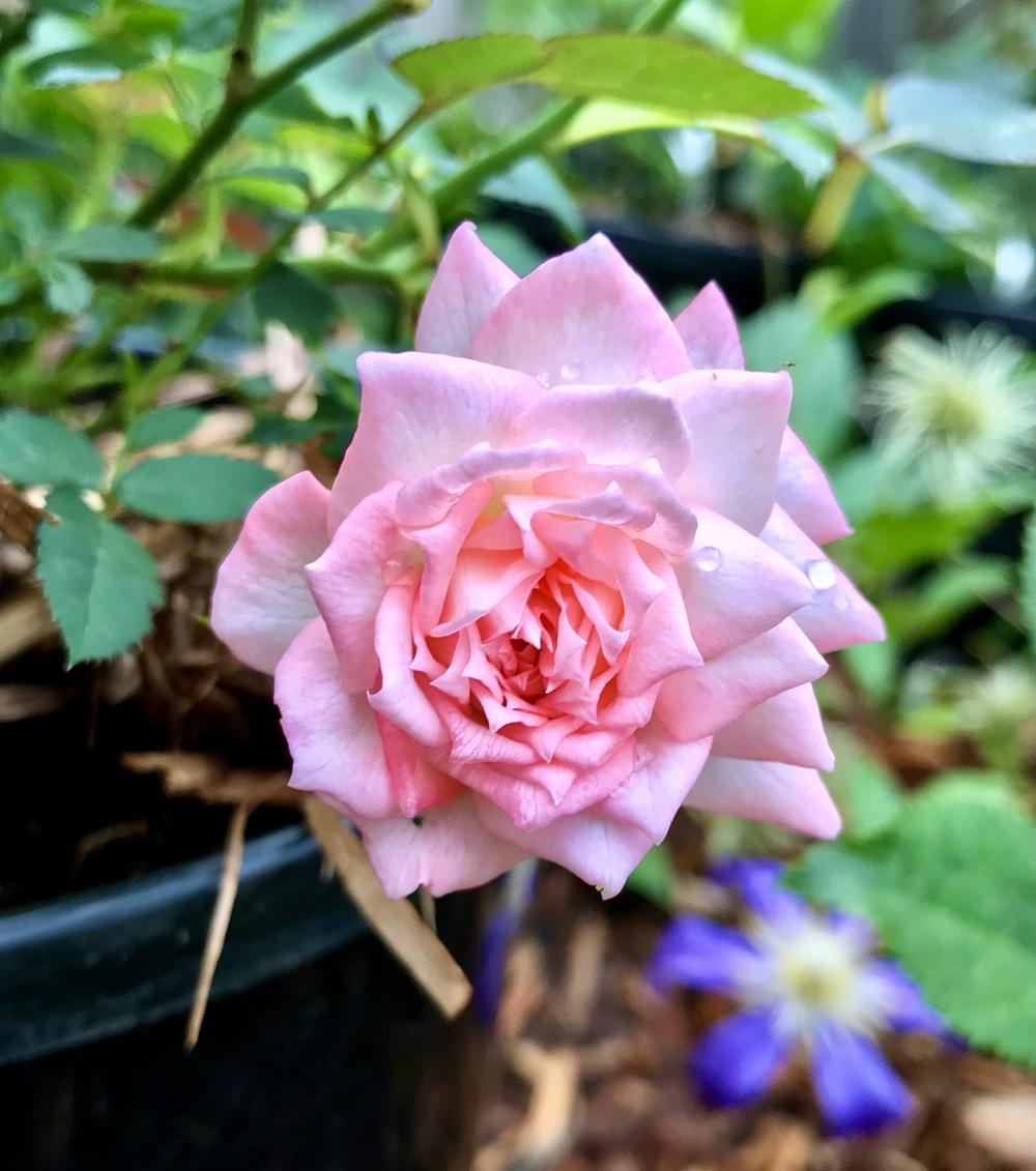Rose (Rosa 'Pink Petticoat') in the Roses Database - Garden.org