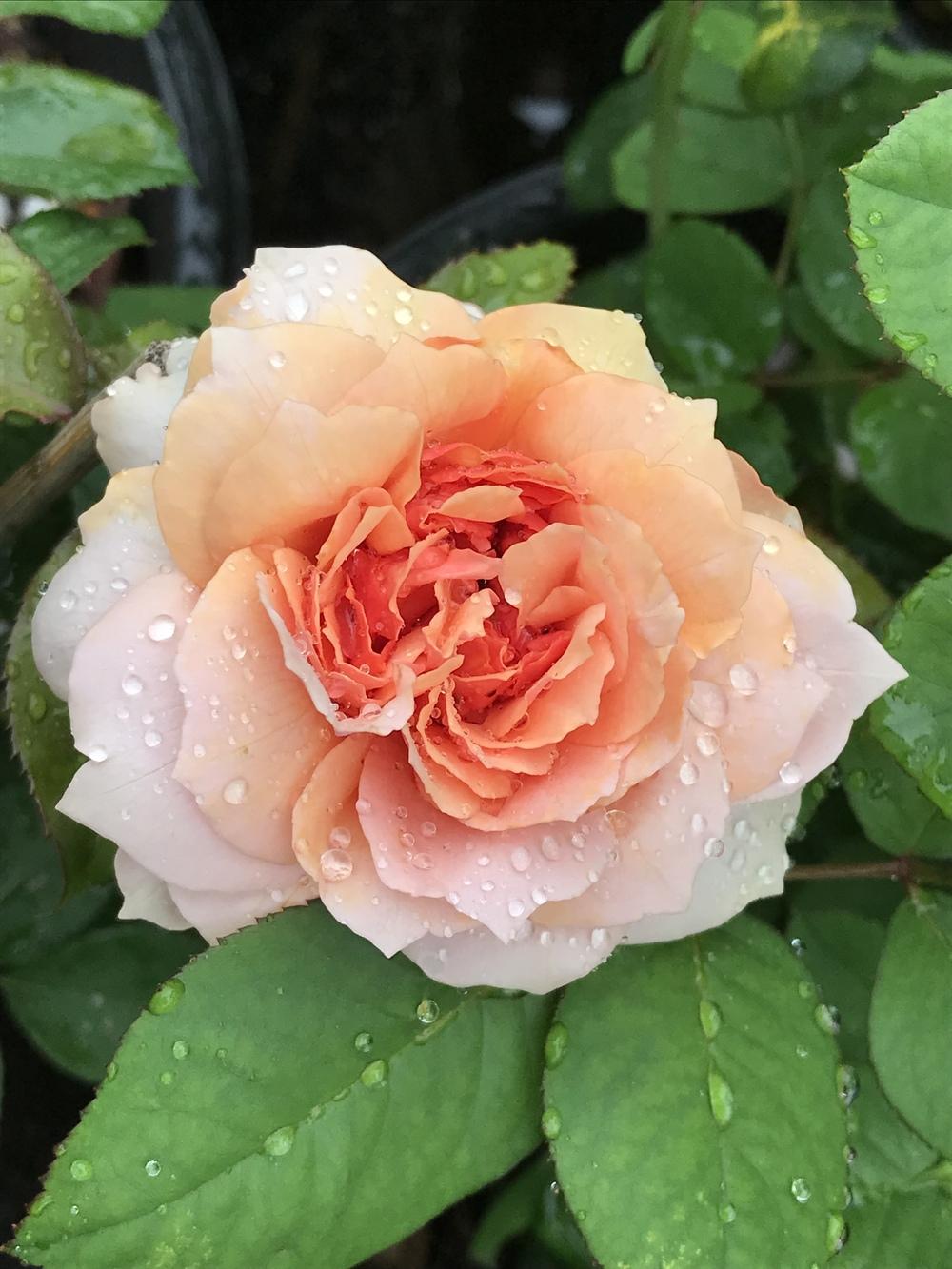 Photo of the bloom of Shrub Rose (Rosa 'Soul Sister') posted by ...