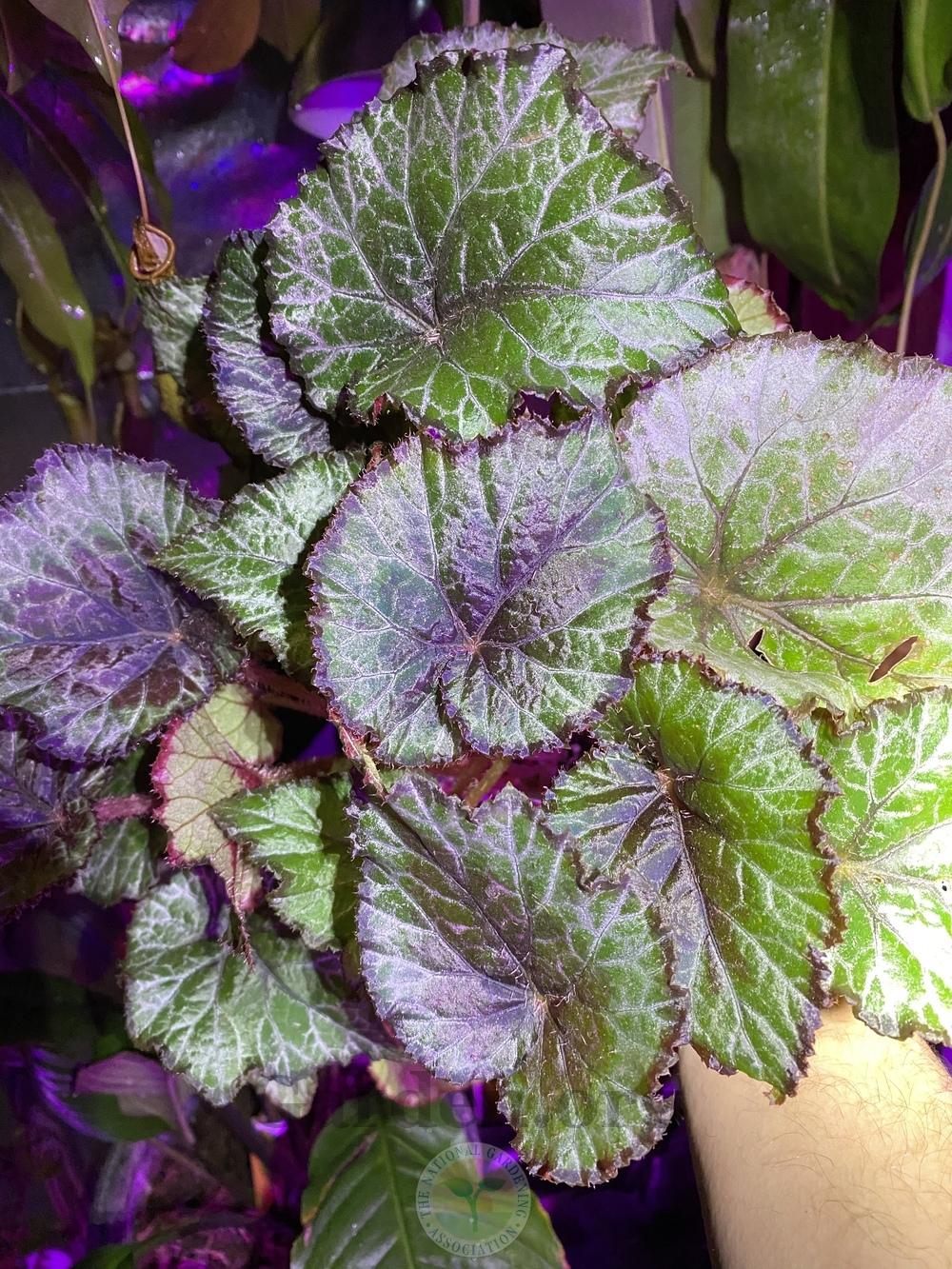 Begonia 'Miss Louisiana' in the Begonias Database - Garden.org