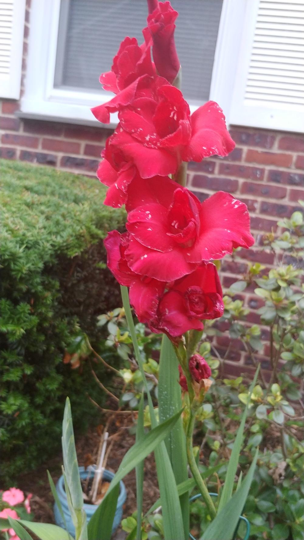 Gladiolus problem in the Ask a Question forum - Garden.org