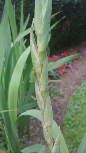 Gladiolus problem in the Ask a Question forum - Garden.org