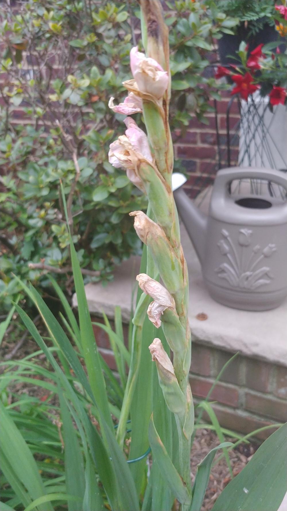 Gladiolus problem in the Ask a Question forum - Garden.org
