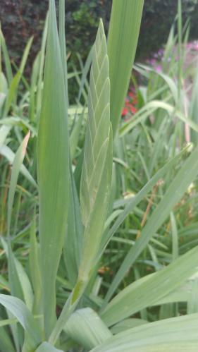 Gladiolus problem in the Ask a Question forum - Garden.org