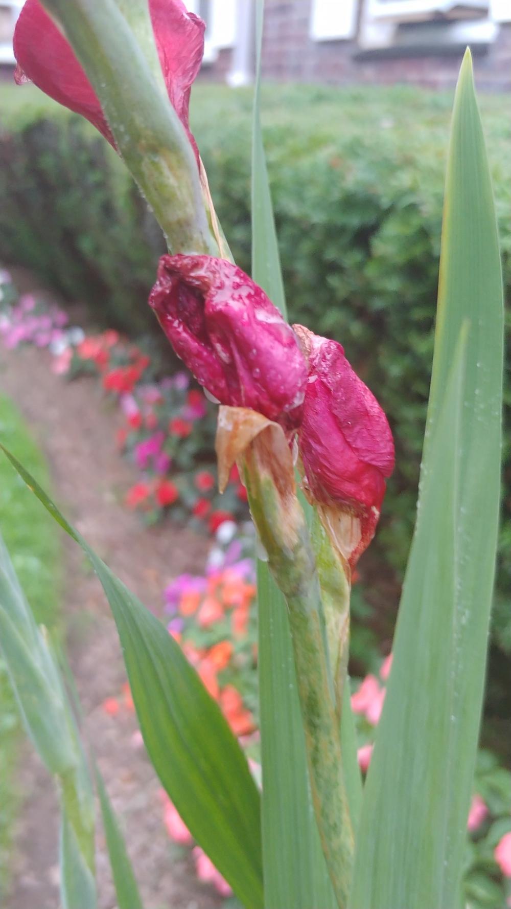 Gladiolus problem in the Ask a Question forum - Garden.org