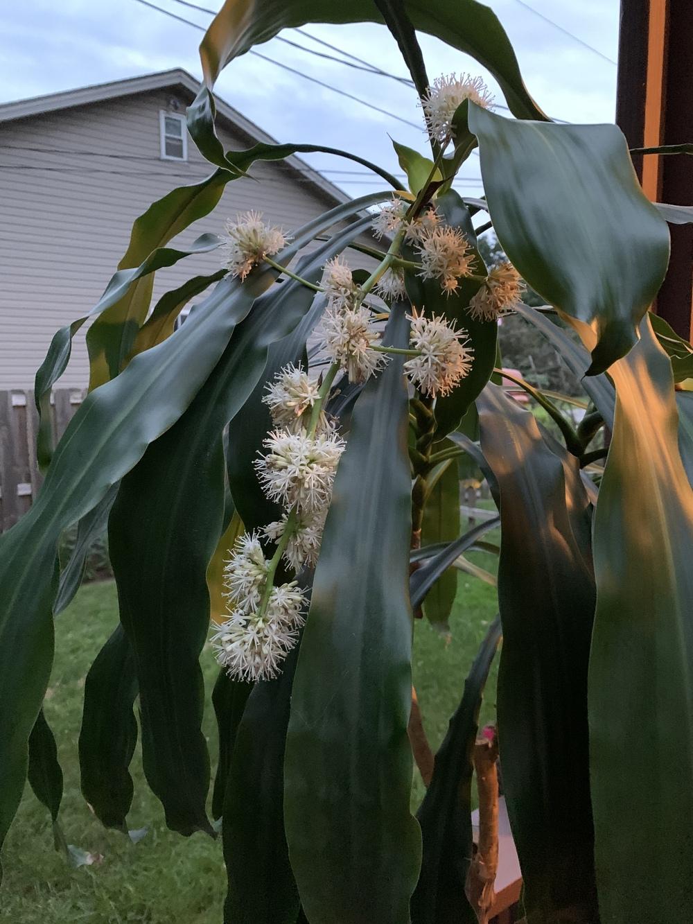 Blooming corn plant in the Ask a Question forum - Garden.org