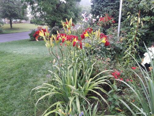 2021 Tall Daylily photos, up up and away in the Daylilies forum ...