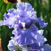Photo of the bloom of Tall Bearded Iris (Iris 'Ocean Liner') posted by ...