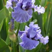 Photo of the bloom of Tall Bearded Iris (Iris 'Ocean Liner') posted by ...