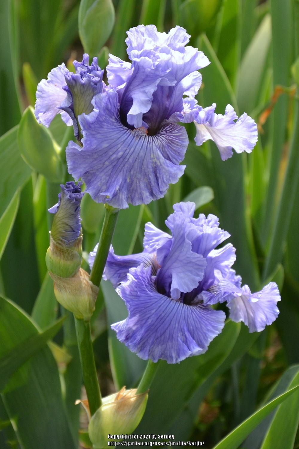 Photo of the bloom of Tall Bearded Iris (Iris 'Ocean Liner') posted by ...