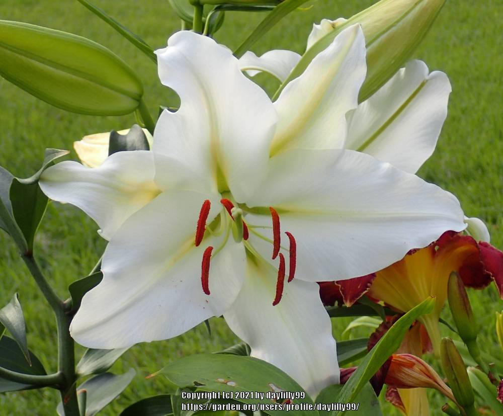Lily (Lilium Proposal®) in the Lilies Database - Garden.org