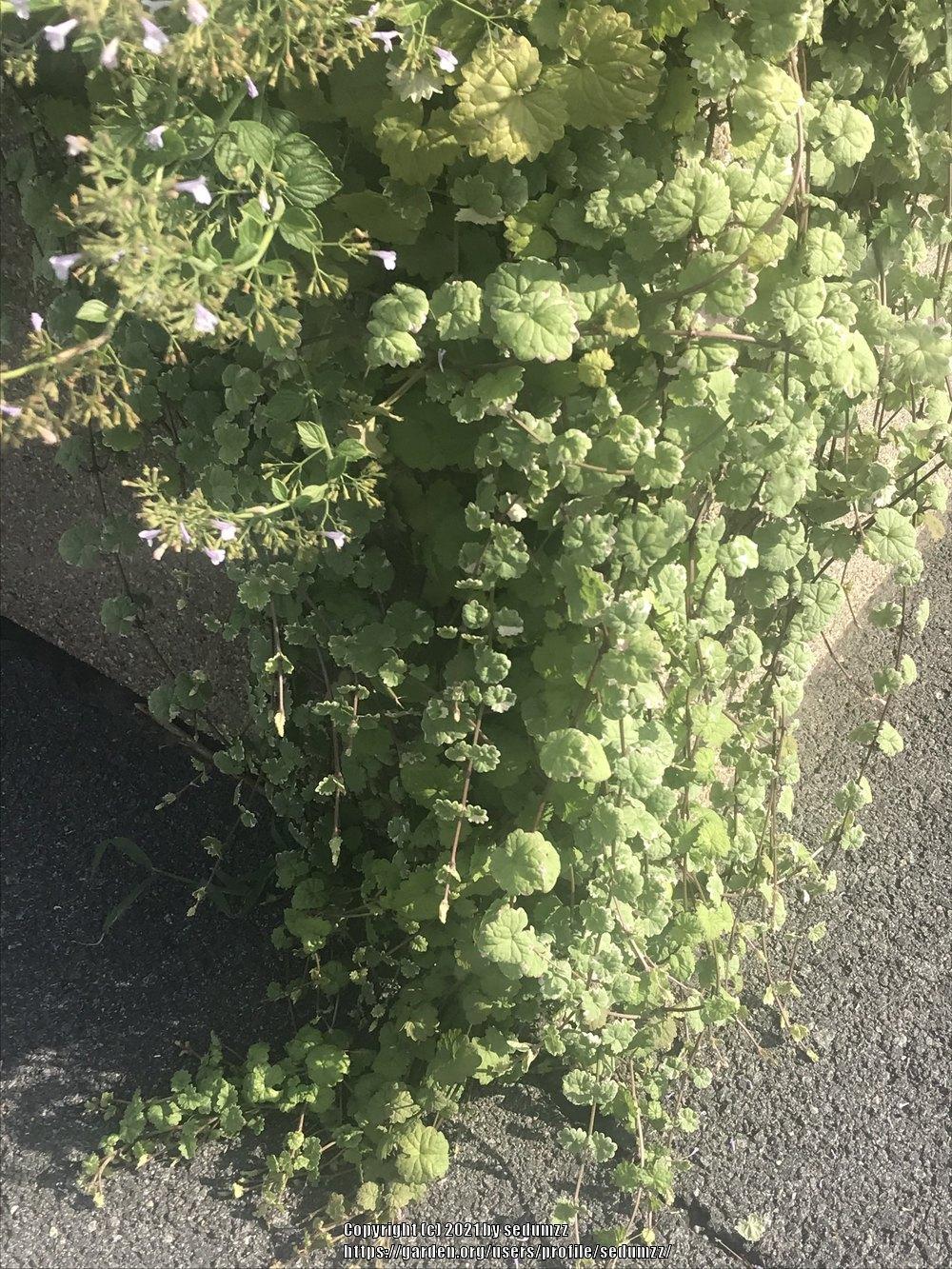 Variegated Creeping Charlie (Glechoma hederacea 'Variegata') - Garden.org