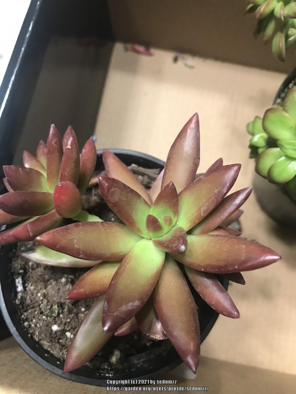 Golden Stonecrop (Sedum adolphi 'Sunset') in the Sedums Database ...