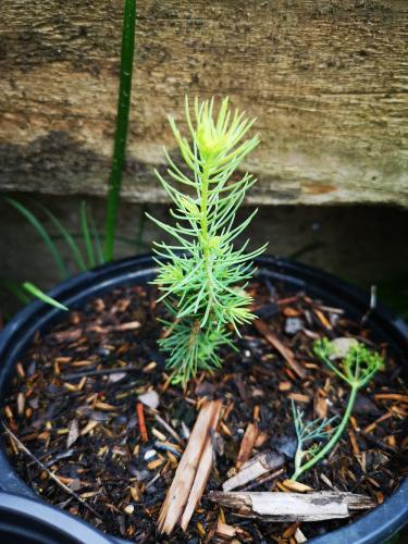 Spruce saplings in the Ask a Question forum - Garden.org