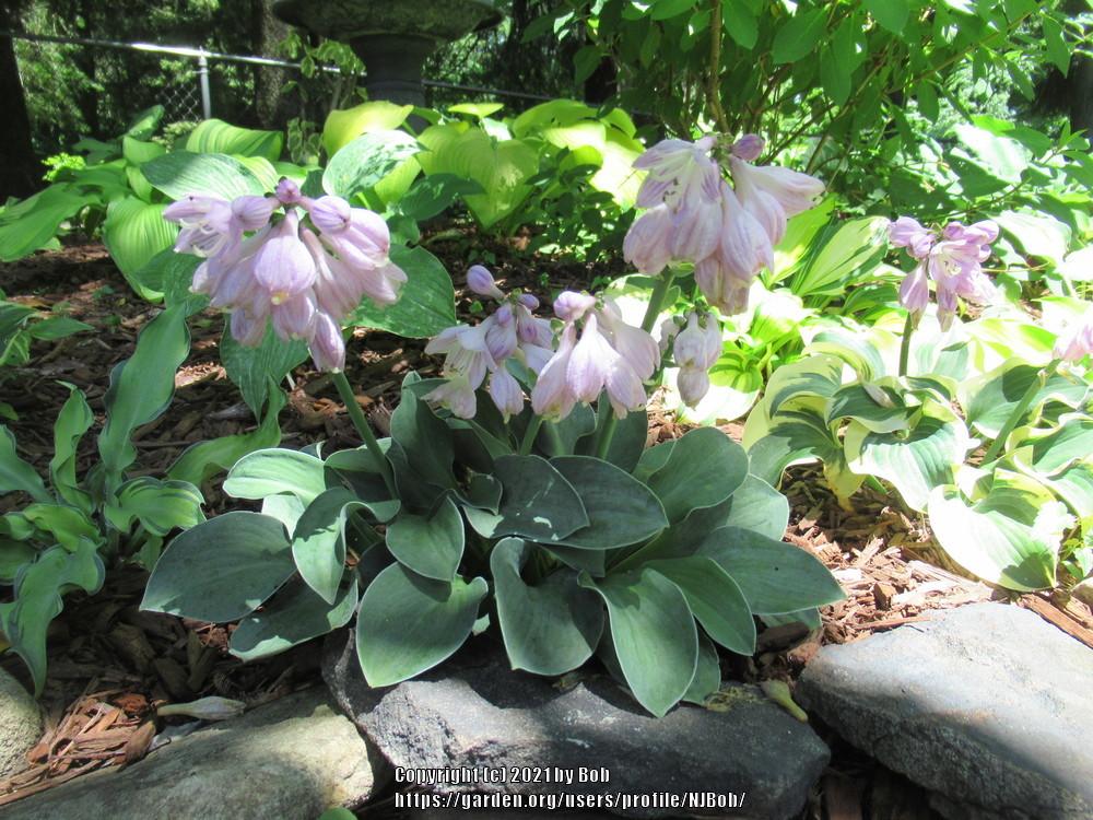 Hosta 'Blue Elf' in the Hostas Database - Garden.org