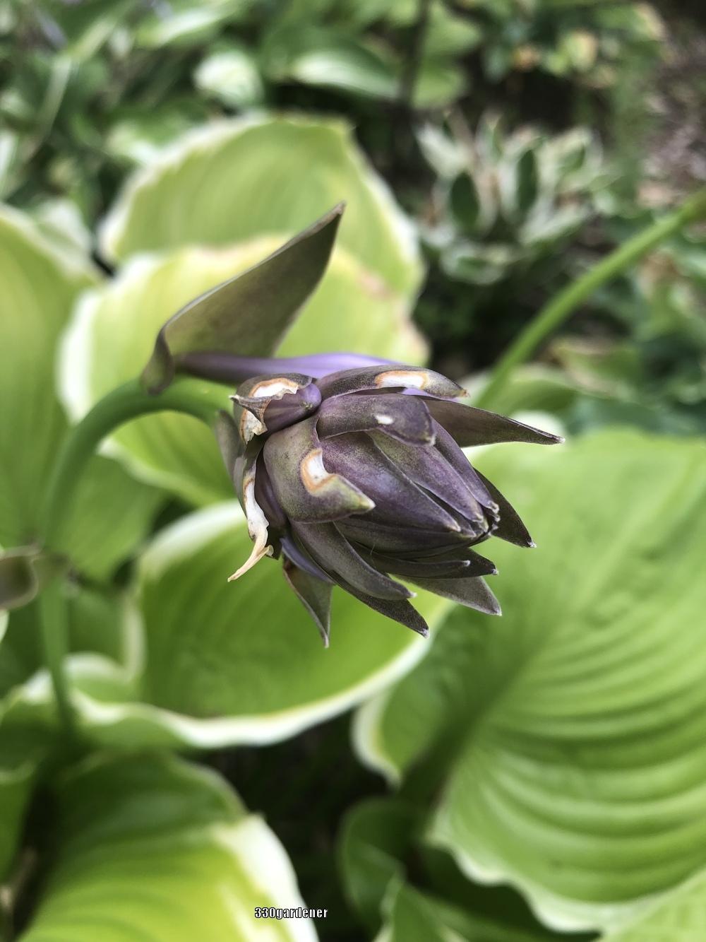 Hosta 'Winter Snow' in the Hostas Database - Garden.org